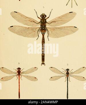 Insects : their life-histories and habits . Common May-fly [Ephemera ...