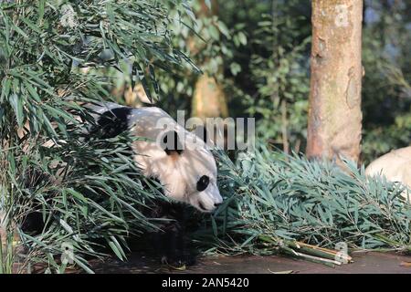 Panda Bei Bei eats bamboos at the China Giant Panda Protection Research ...