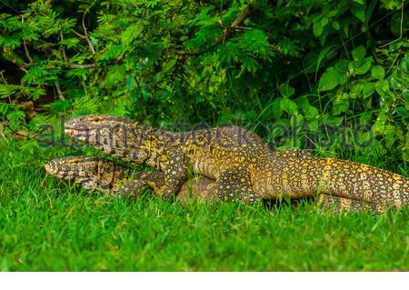 Nile Monitor Lizard, Queen Elizabeth National Park, Uganda Stock Photo ...