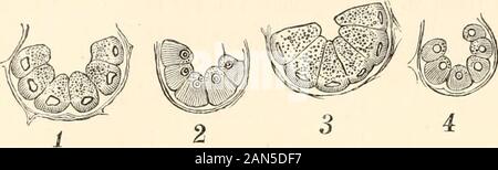Human Histology section pancreas in light photomicrograph Stock Photo ...