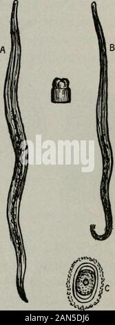 Tapeworm Eggs In Stool