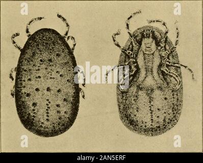 argas persicus microscope