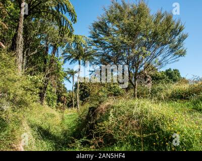 Historic Maori battle site, overgrown remains of entrenchment ditch and ...