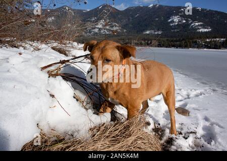 Bubba, hunting for muskrats along the edge of a frozen Bull Lake in ...