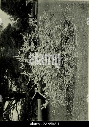 Snowdrop Tree, Halesia carolina, deciduous tree with white bell-shaped ...