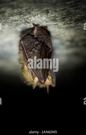 Brown long-eared bat roosting Stock Photo - Alamy