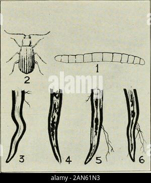 corn rootworm life cycle