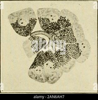 Physiology and biochemistry in modern medicine . Fig. 86.—Auricular ...