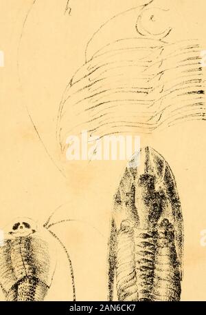 Zoological researches and illustrations; or Natural history of ...