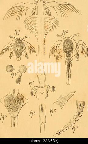 Zoological researches and illustrations; or Natural history of ...