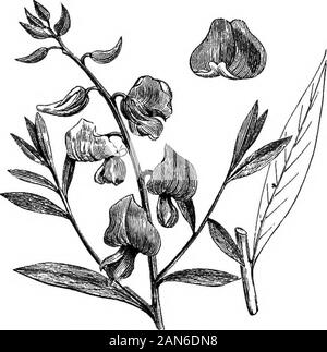 Crotalaria verrucosa L Stock Photo - Alamy