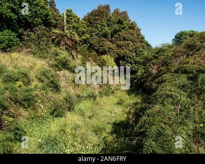 Historic Maori battle site, overgrown remains of entrenchment ditch and ...