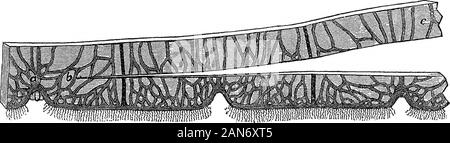 Further Observations on the Locomotor System of Medusae . ive ...