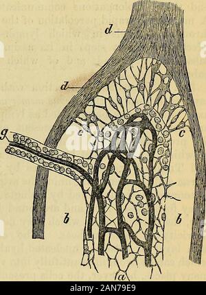 Carpenter's principles of human physiology . s, Figs. 290-292, will ...