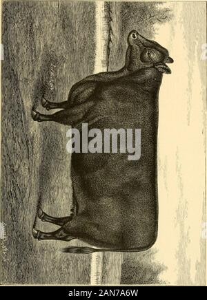 The Queen Mother Aberdeen Angus Stock Photo - Alamy