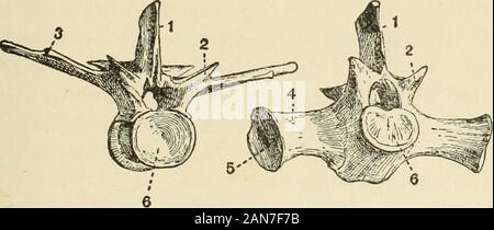Alligator Vertebrae Stock Photo - Alamy