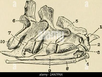 Alligator Vertebrae Stock Photo - Alamy