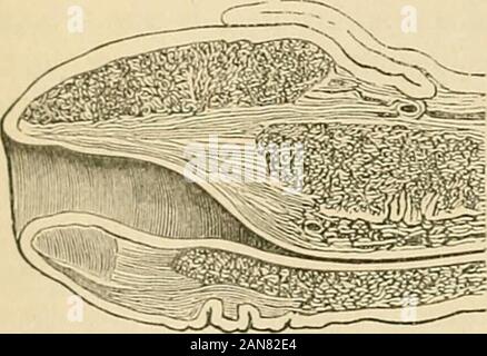 The surgical diseases of the genito-urinary organs including syphilis ...