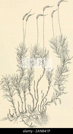 Antheridia on Moss Stock Photo - Alamy