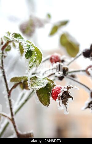 Red frozen rosehip on branch covered with snow and frost Stock Photo ...