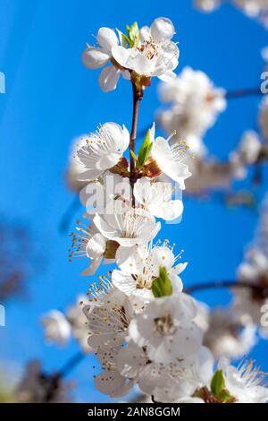 branch of a blossoming tree against the blue sky Stock Photo - Alamy