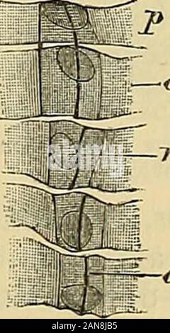 Carpenter's principles of human physiology . Section of Rabbits Liver ...