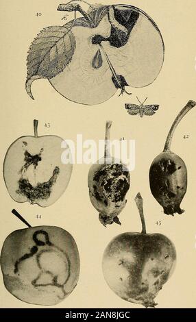 "The Codling Moth" (1903 Stock Photo - Alamy