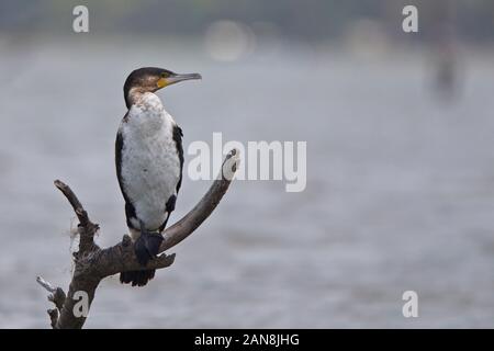Great cormorant Phalacrocorax carbo lucidus, two adults, in flight ...