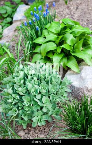 Young decorative plants of Hosta lancifolia, Sedum and Ornithogalum on ...