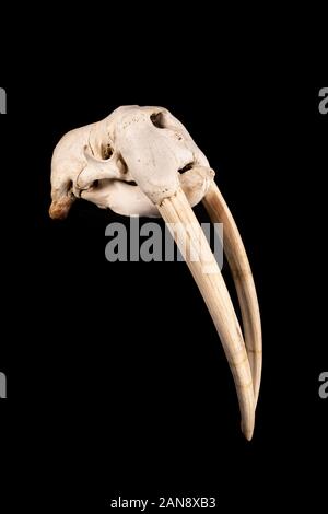 skull of a walrus - odobenus rosmarus viewed from the right / front ...