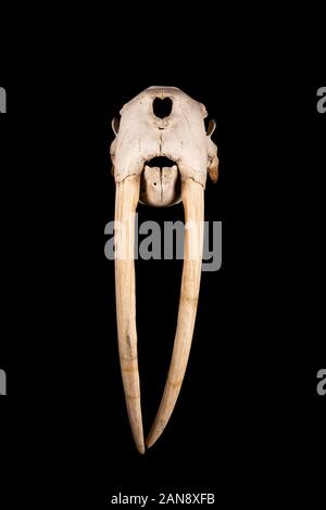 Walrus (Odobenus rosmarus) skeleton on shore, Spitsbergen, Svalbard ...