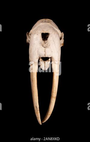 Walrus (Odobenus rosmarus) skeleton on shore, Spitsbergen, Svalbard ...