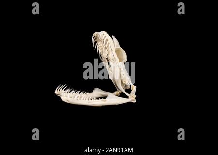 snake skull of an amethystine python, scrub python, sanca permata ...