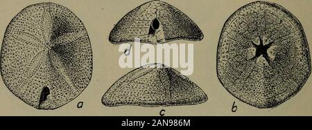 Index fossils 2 Stock Photo - Alamy