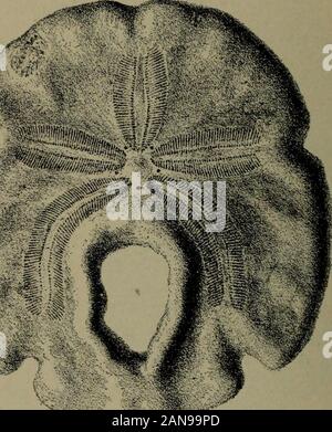 North American index fossils, invertebrates . Fig. 1930. Cassidulus ...