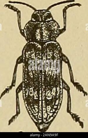 Round Headed Borer larva in oak firewood, in North Carolina. May be the ...