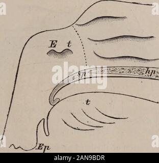 Chicago medical journal and examiner . Figure 1. Antero-posterior ...