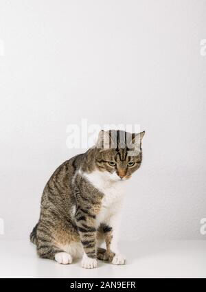 A closeup of a thoughtful tabby cat thinking about food and sleep ...