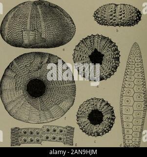 North American index fossils, invertebrates . Fig. 1930. Cassidulus ...
