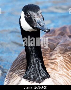 Canadian goose up close with its eye looking at you. Wildlife bird ...