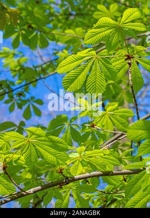 Chestnut tree with spring green leaves, seasonal natural background ...