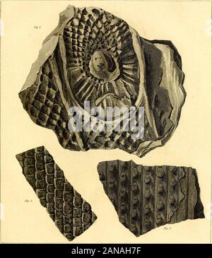 . Transactions of the American Philosophical Society. FIG.3. Fig. 3 ...