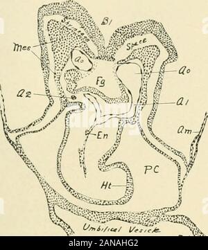 The American journal of anatomy . f the aorta,or it may be double, one ...