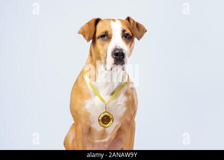 Cute dog wearing a winning prize golden medal. Dog posing with a medal ...