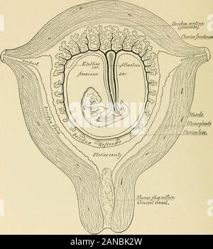 A textbook of obstetrics . Fig. no.—Diagram illustrating relations of ...