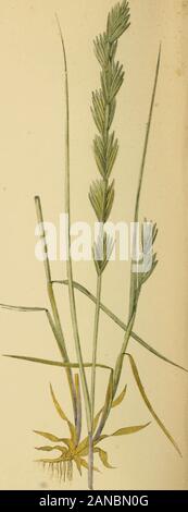 Hordeum maritimum; Sea Barley Stock Photo - Alamy