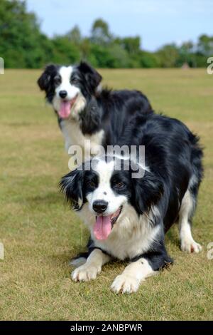 Two old English sheep dogs Stock Photo - Alamy