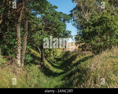 Historic Maori battle site, overgrown remains of entrenchment ditch and ...