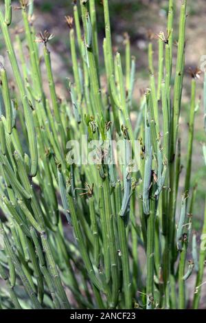 Kleinia longiflora,syn Senecio longiflorus,green succulent,succulents ...