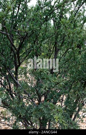 Boscia albitrunca,the shepherd tree or shepherd's tree,trees,leaves ...
